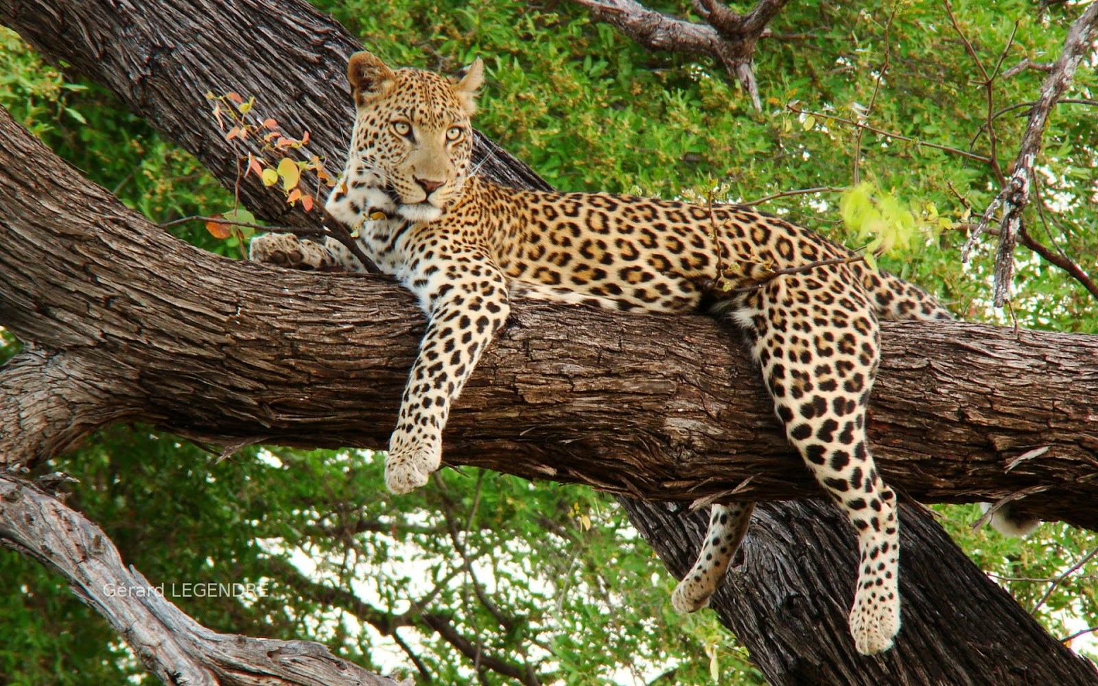 Sharing Planet With Animals: Big Cat- Leopard