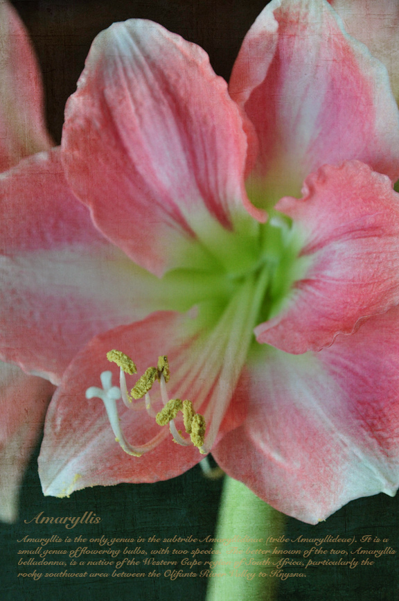 Three Dogs in a Garden: Amaryllis: A Flower Born of Heart's Blood