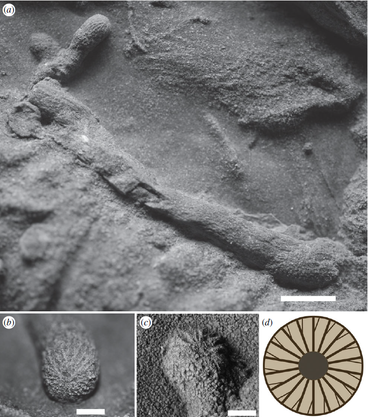 Sciency Thoughts: Priapulid-like Scalidophoran Worms preserved within ...