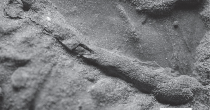 Sciency Thoughts: Priapulid-like Scalidophoran Worms preserved within ...