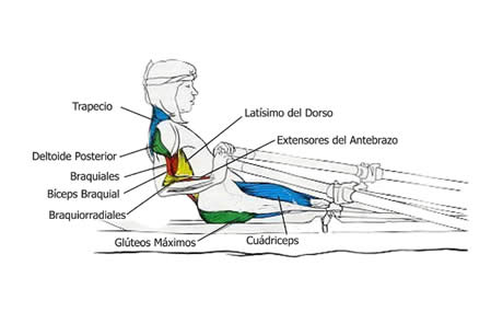NotiREMO: Montevideo Rowing Club: Beneficios del Remo.