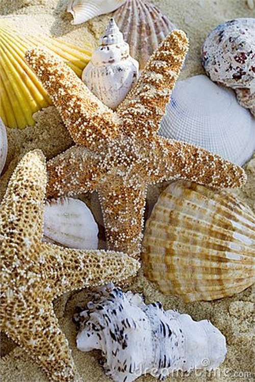10 Beautiful Starfish & Sea Shell Pictures | Most Beautiful