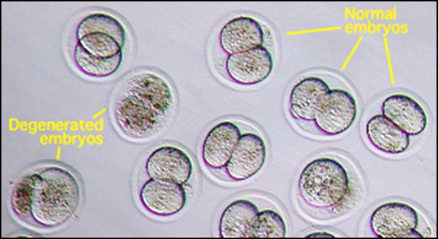 IVF SURROGACY INDIA | IFC | Dr. Rita Bakshi: Blastocyst & Embryo ...