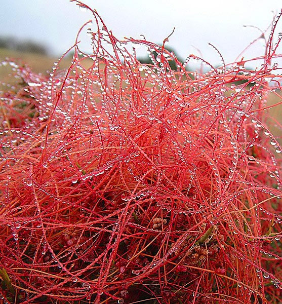 Foto-Natura-Huesca: PLANTA PARÁSITA Cuscuta Carl von Linné, 1753 ...