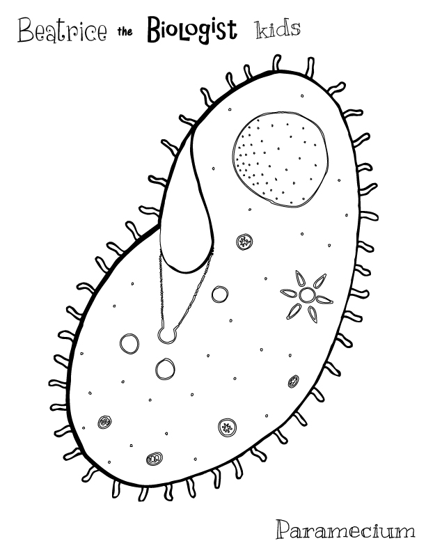 Coloring Pages Of Paramecium Coloring Pages