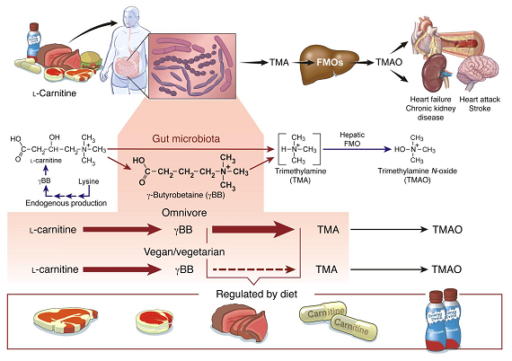 TMAO: Eggs, Meats and Your Cardio-Metabolic Health | You Can Sill Eat ...
