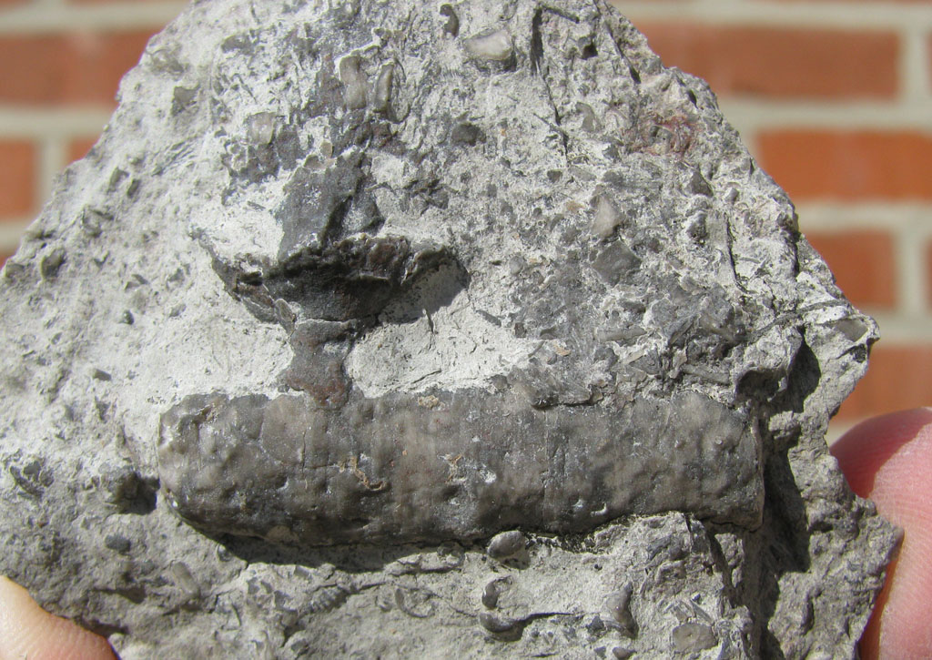 Views of the Mahantango: Large Crinoid stems from the Onondoga Formation