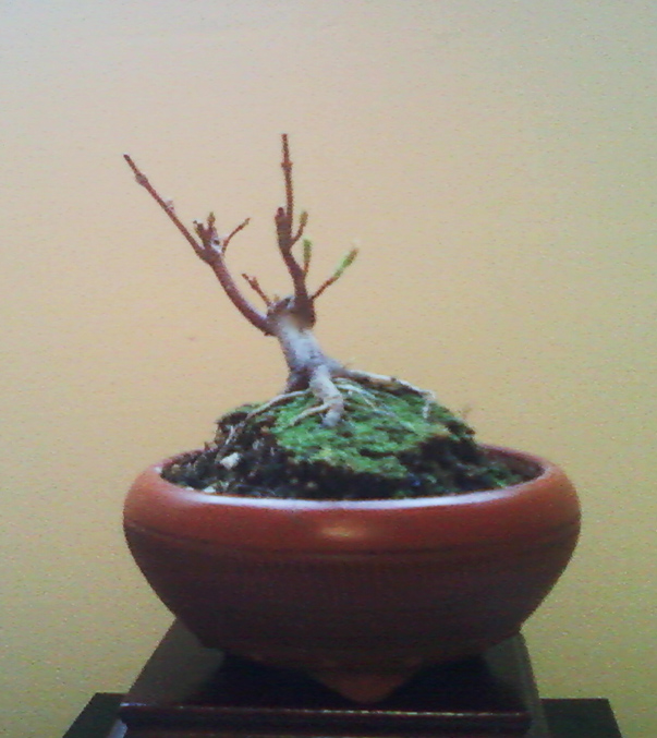 Laser Beam Bonsai: mini-bonsai red maple (acer rubrum)