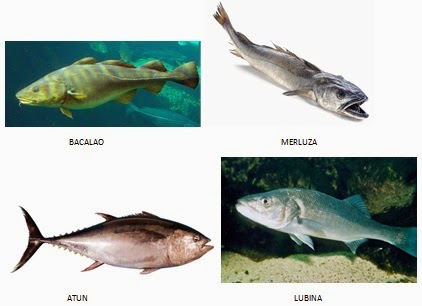 Cocina Creativa : Clasificación de los pescados por su forma y recetas.