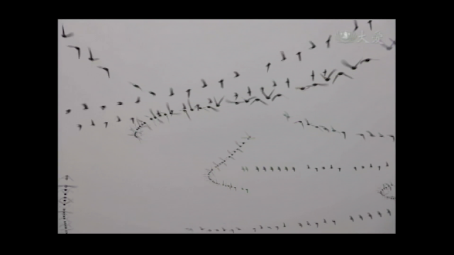 阿簡生物筆記: 用python+OpenCV做「如果鳥飛行留下軌跡」