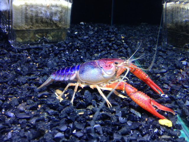 Astacoidea (สาย P) หรือกุ้งสาย P ที่รู้จักกัน คืออะไร?? - วิธีเลี้ยง ...