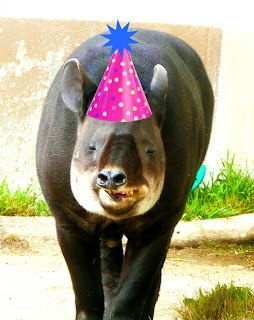 i am NOT an anteater!: Happy Birthday Goober! - Bairds Tapir Bday!