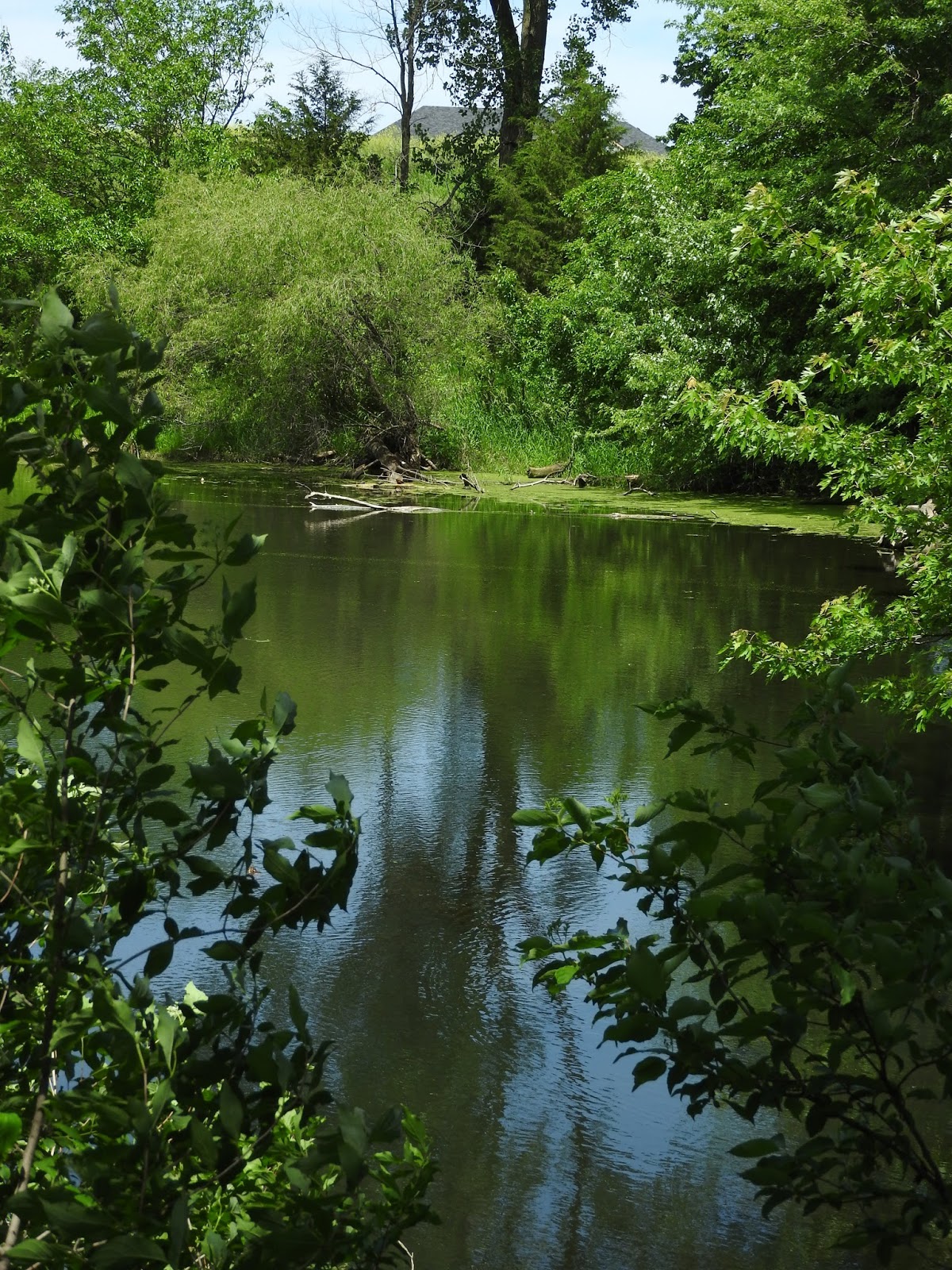 Reflections: Ada Hayden Heritage Park: June 2, 2016: Jensen Pond