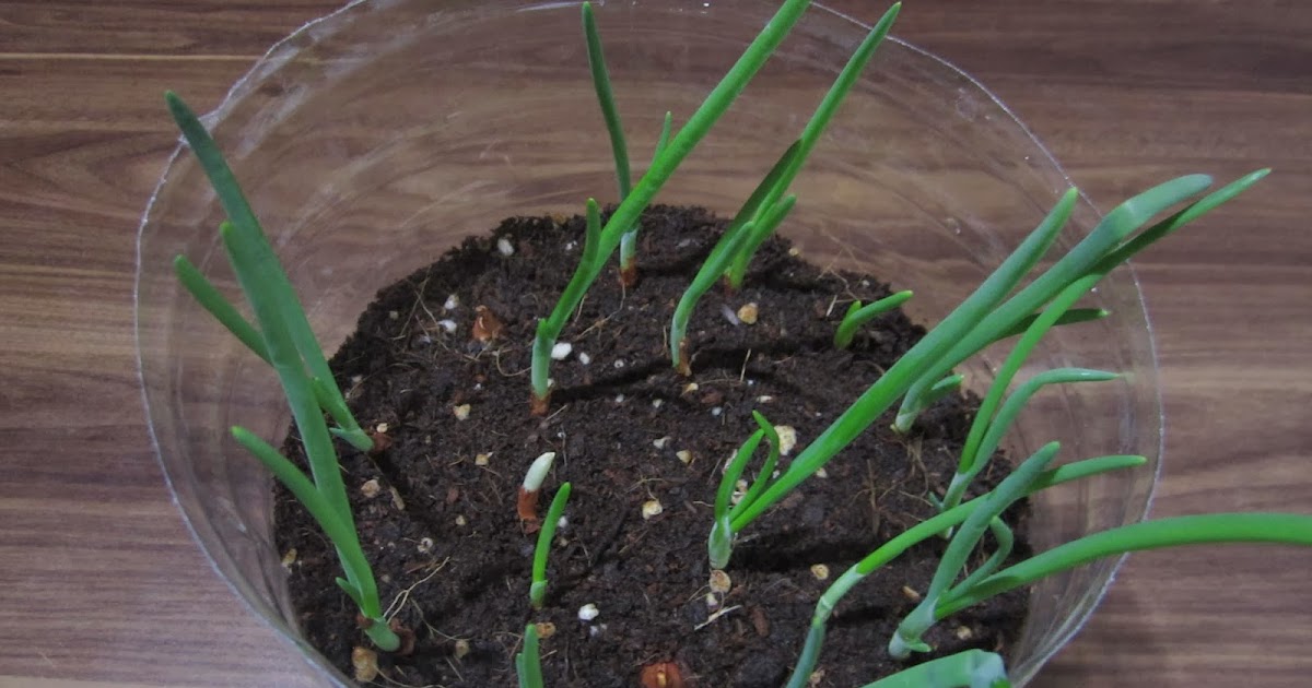 SAKSIDA TAZE SOGAN YETISTIRME-Özlem'in Penceresinden