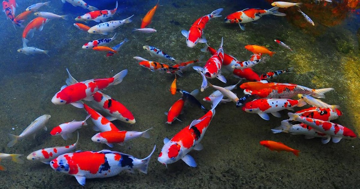 Kolamikan: Cara Mudah Beternak Ikan Mas Koi