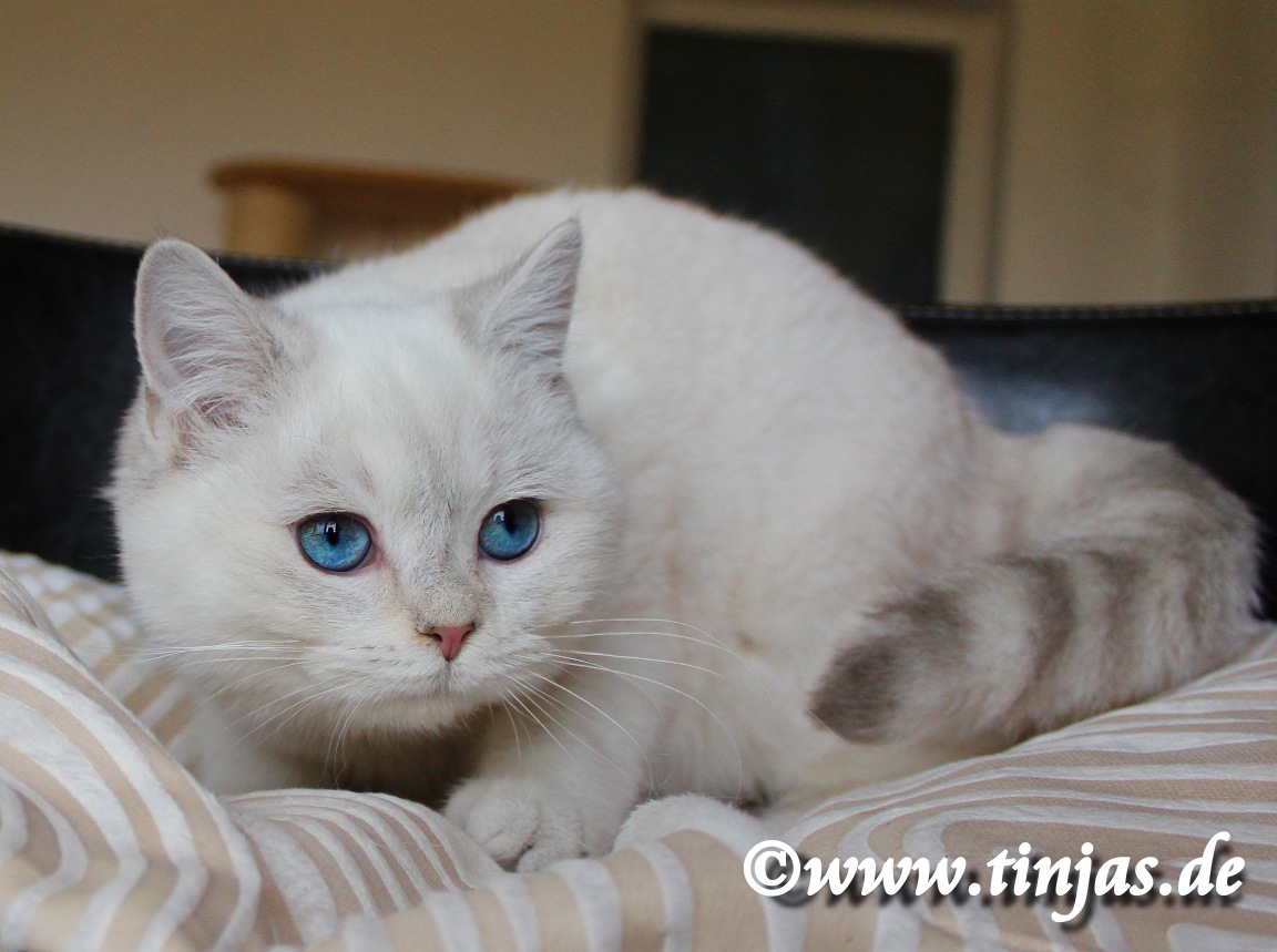 Britisch Kurzhaar (BKH) Kitten und Britisch Langhaar Katzenbabys ...