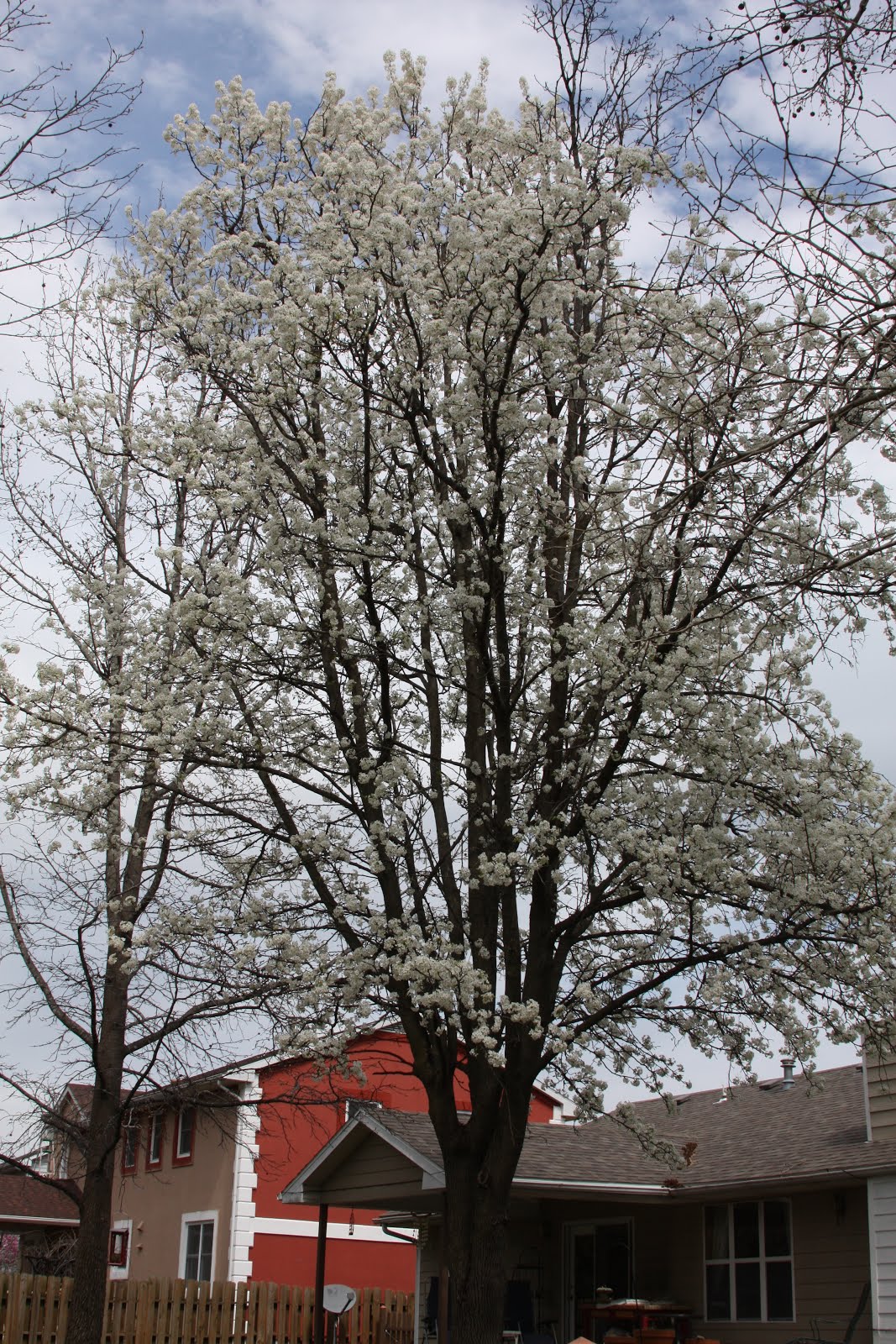 Kranky Granny: Durant Ashmore and the curse of the Bradford Pear Tree