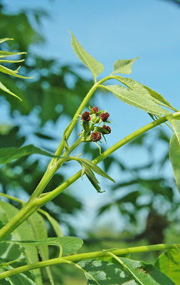 Northern Pecans: Pecan pollination half-way complete