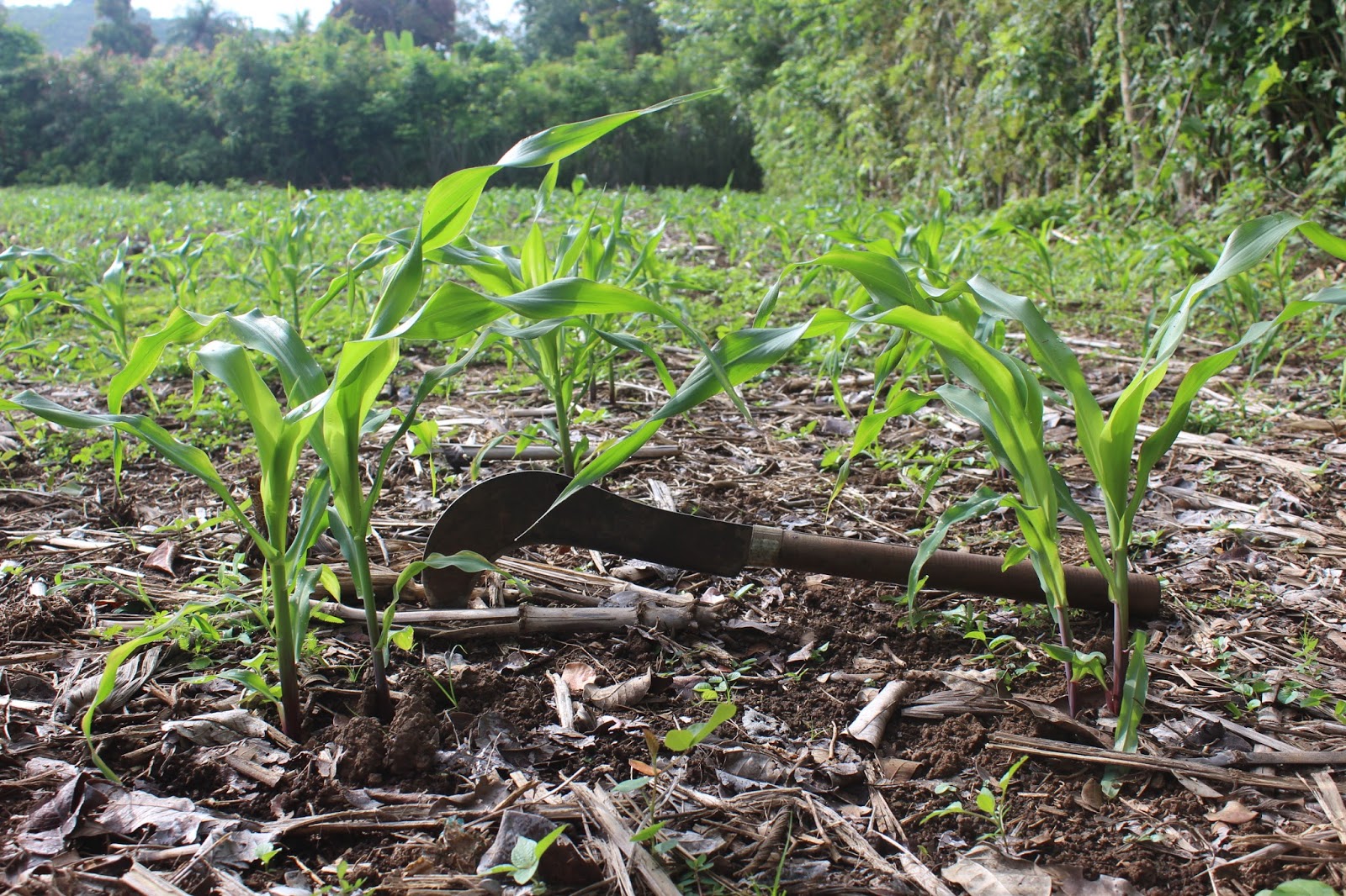 duduportillo: La milpa