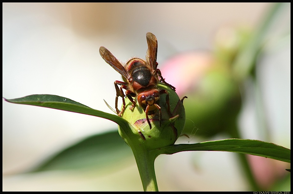 TaavoFoto: VAABLANE ehk VAPSIK lad.k Vespa
