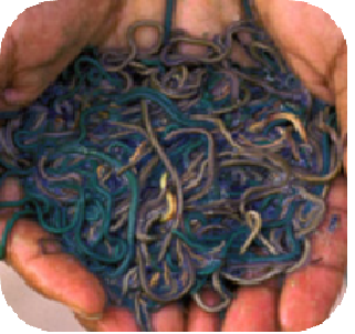 morenztv: Merapu and Pasola Festival West Sumba, Indonesia part 2