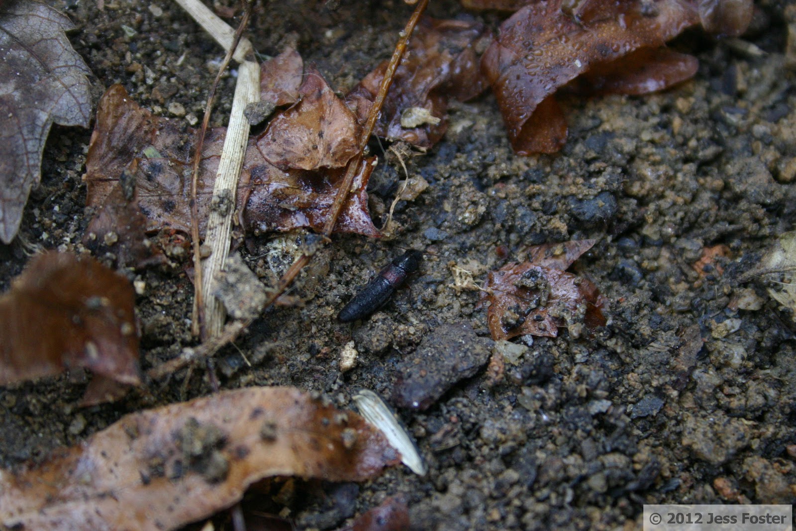 Sluggin' Along: Earwig Look-alike