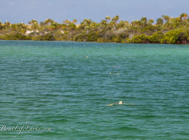 Conception Island, Part 2: The Wildlife Tour! - Boat Life Larks - SV ...