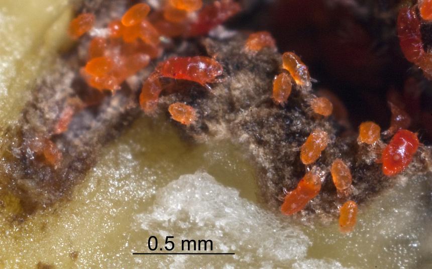 Catalogue of Organisms: False Spider Mites