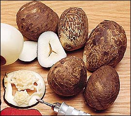 Irma Guzman Eco Jewelry: The tagua nut: the vegetable ivory