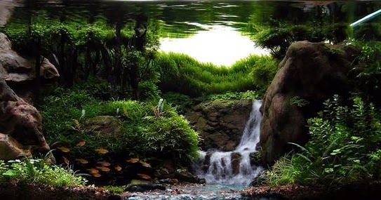 10 Aquascape Waterfall Yang Unik dan Menawan - Dunia Akuarium