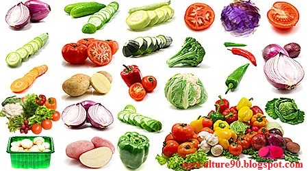 Easy Tips For Newbies To Start Organic Vegetable Gardening For Maximum ...