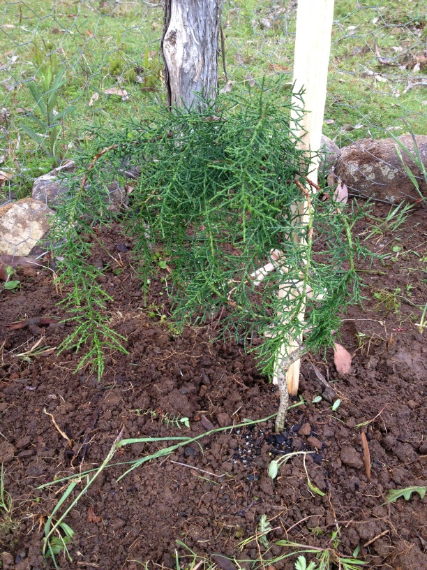 Huon View: Ancient pines