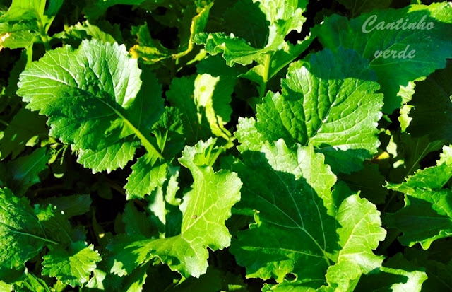 Cultivo do Nabo (nabiça, grelo) - Cantinho verde - horta e jardim