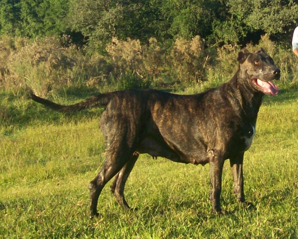 Cimarrones De Fierro