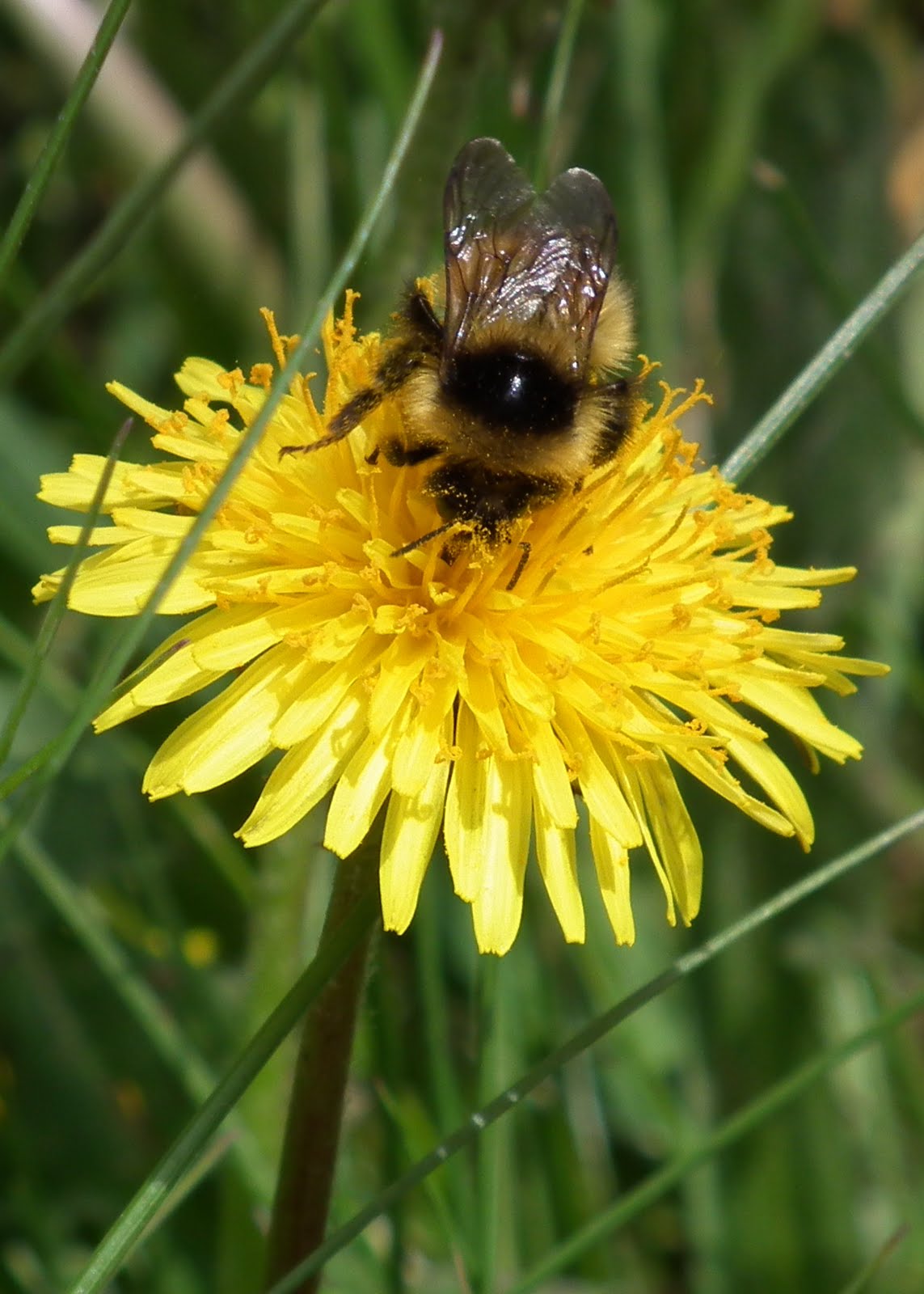 Don't Eat the Paste: Dandelions are wonderful