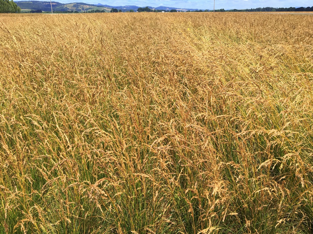 Land of LIQUID: Oregon Grass Research