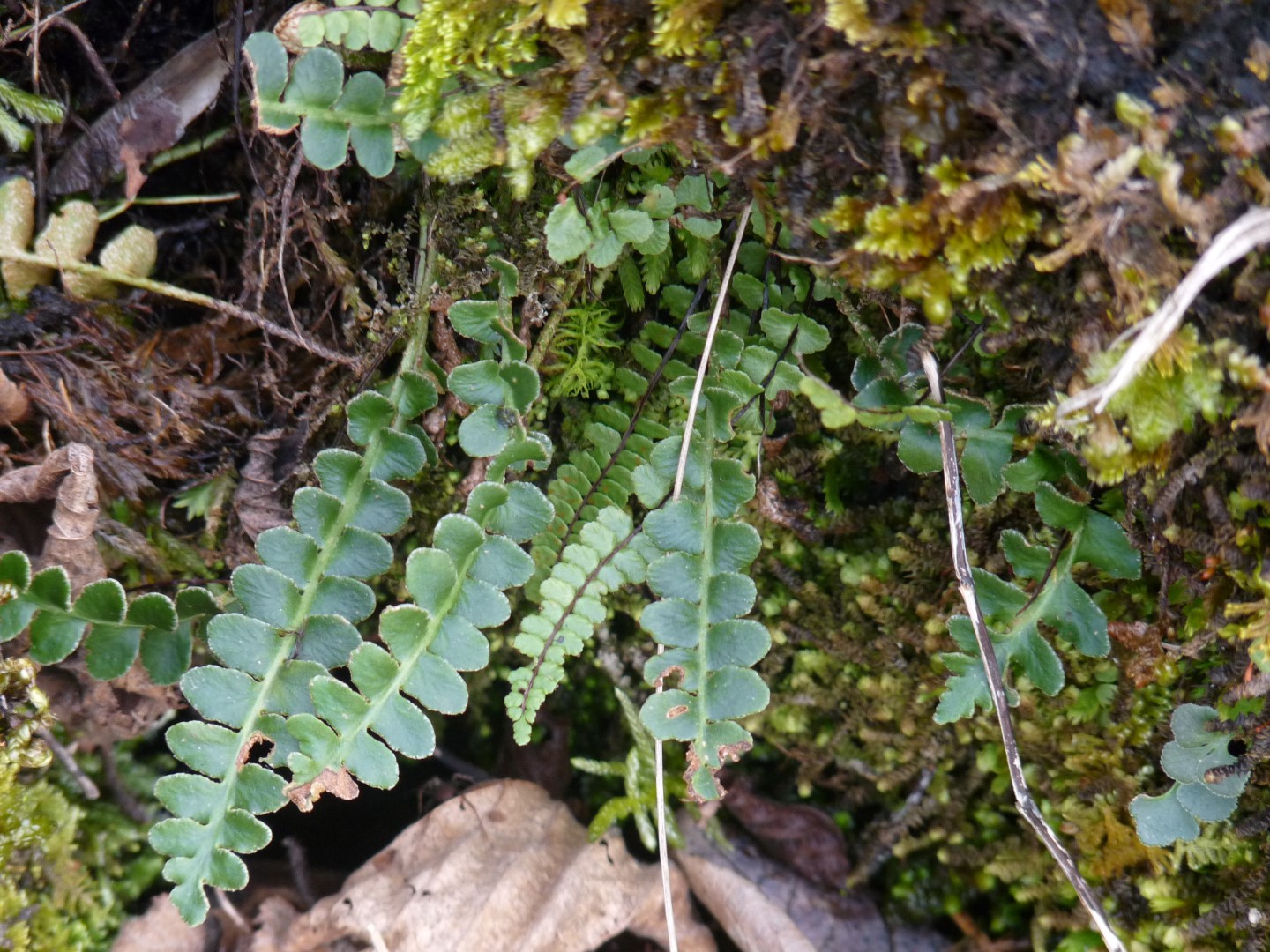 Hutton Roof's Special Ferns and More: Asplenium ceterach (Rusty Back Fern)
