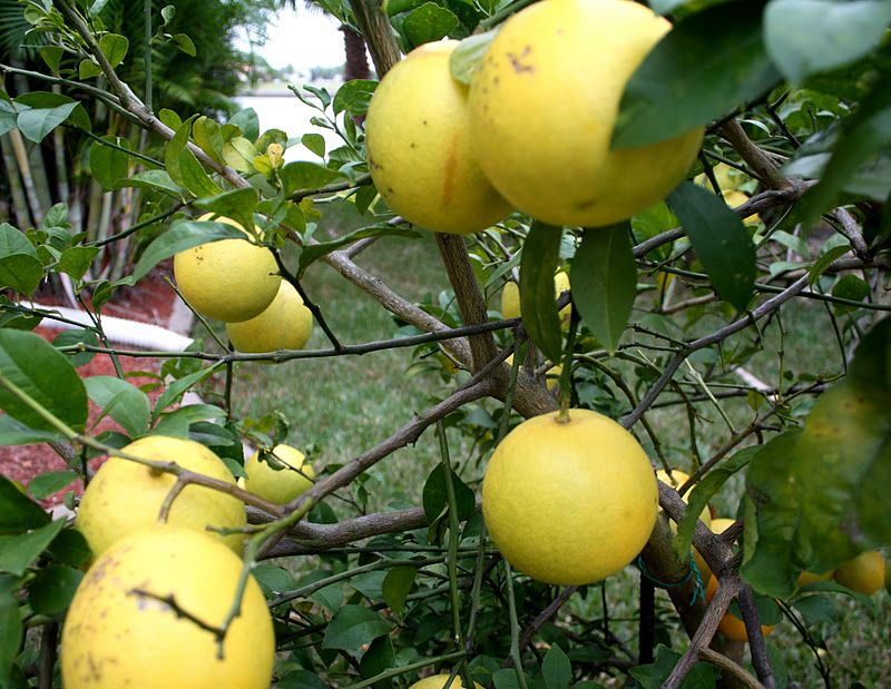 Punta Gorda Florida Daily Photo: Lemon Tree Very Pretty -- With Lemons ...