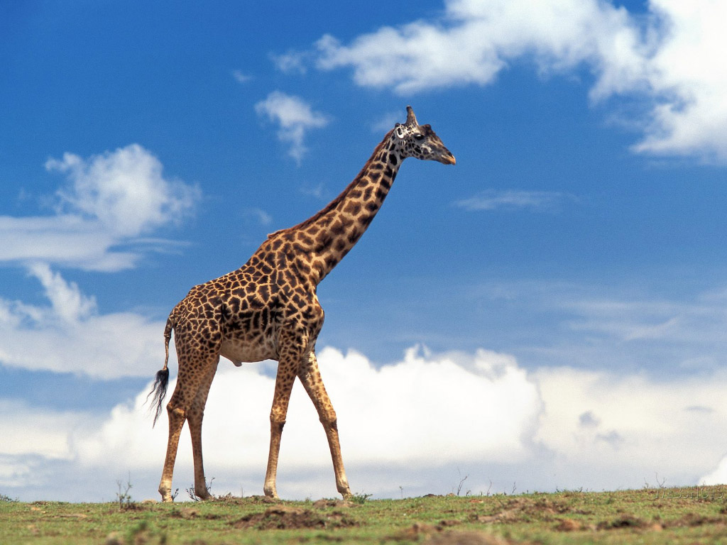 Giraffe - Animals Photos