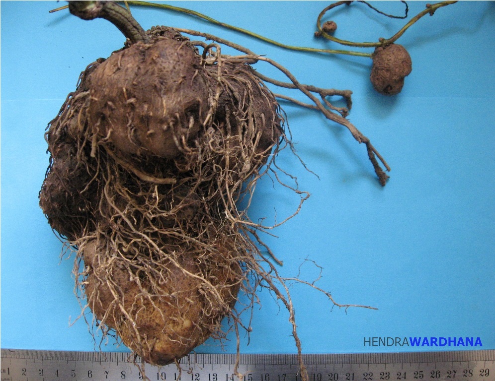 Ketahanan Pangan Nasional: Inilah Umbi-umbian Lokal Indonesia yang ...