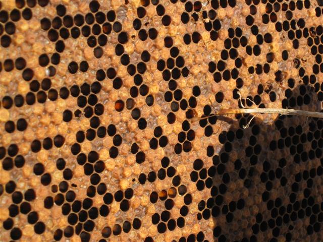 CORONA APICULTORES: LOQUE AMERICANA