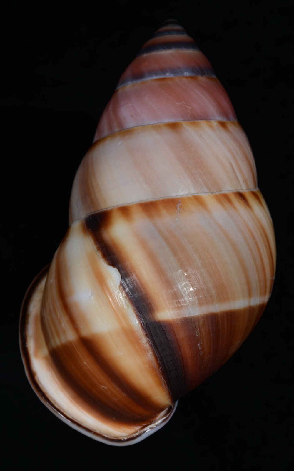 Dr. Lee's Gallery Museum: Amphidromus inversus annamiticus 53.03mm ...