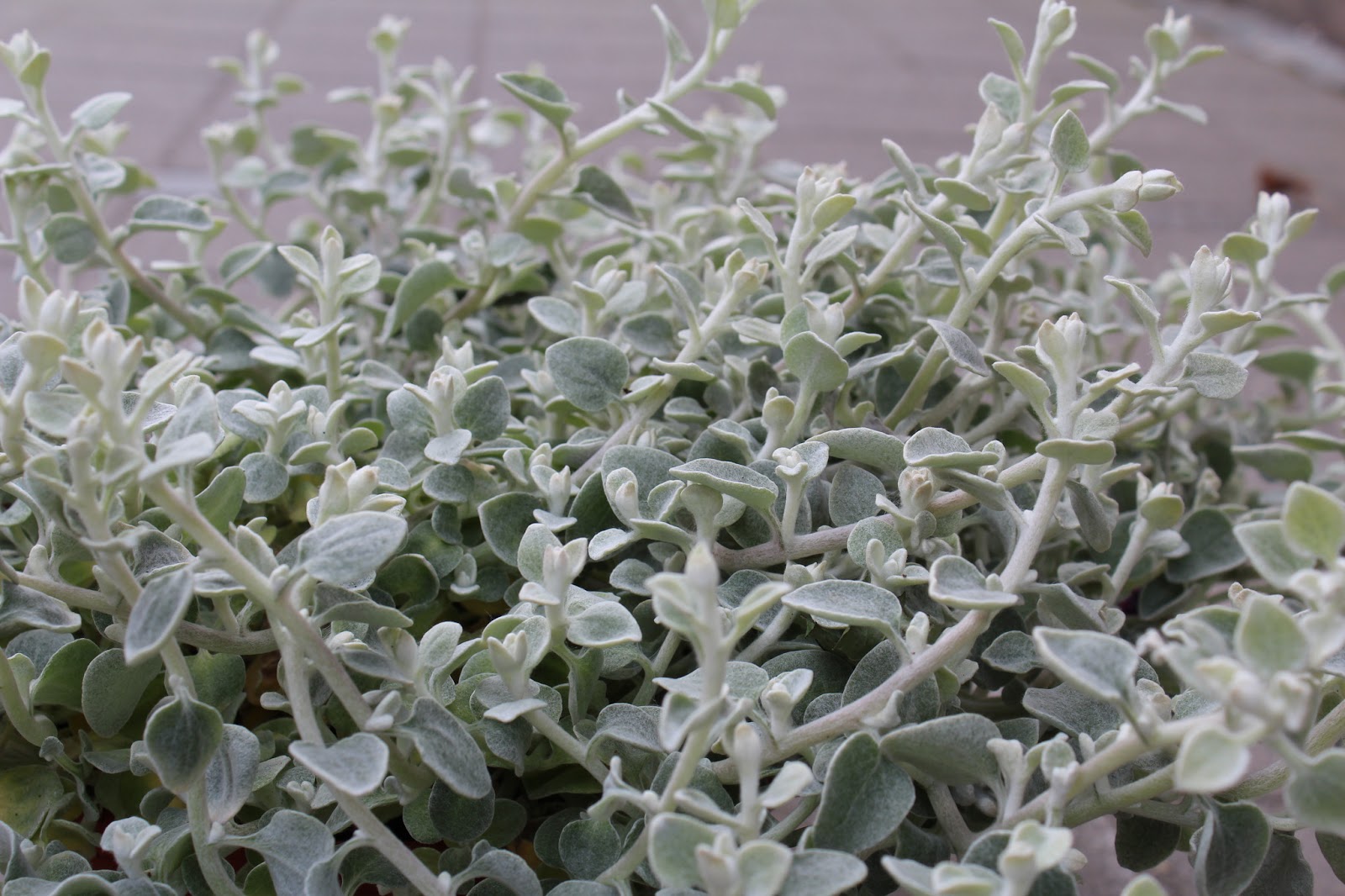 Hage&Heros: Helichrysum silver