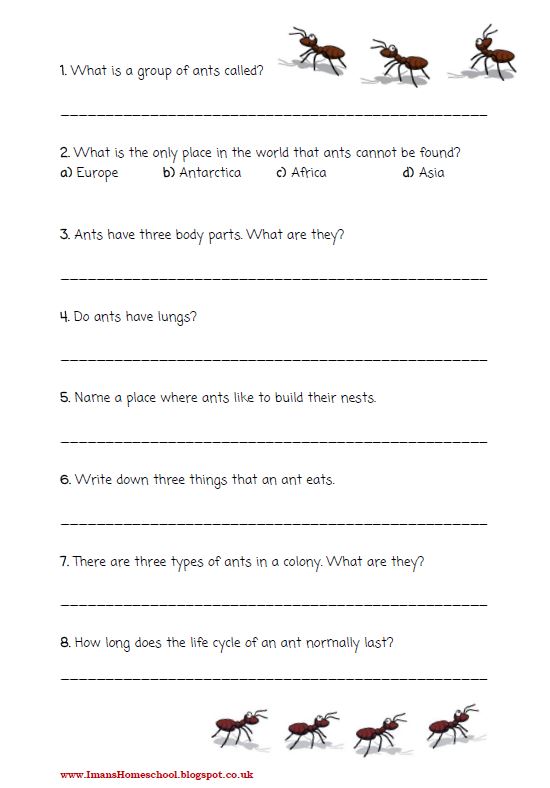 Iman's Home-School: Ant Activity Pack