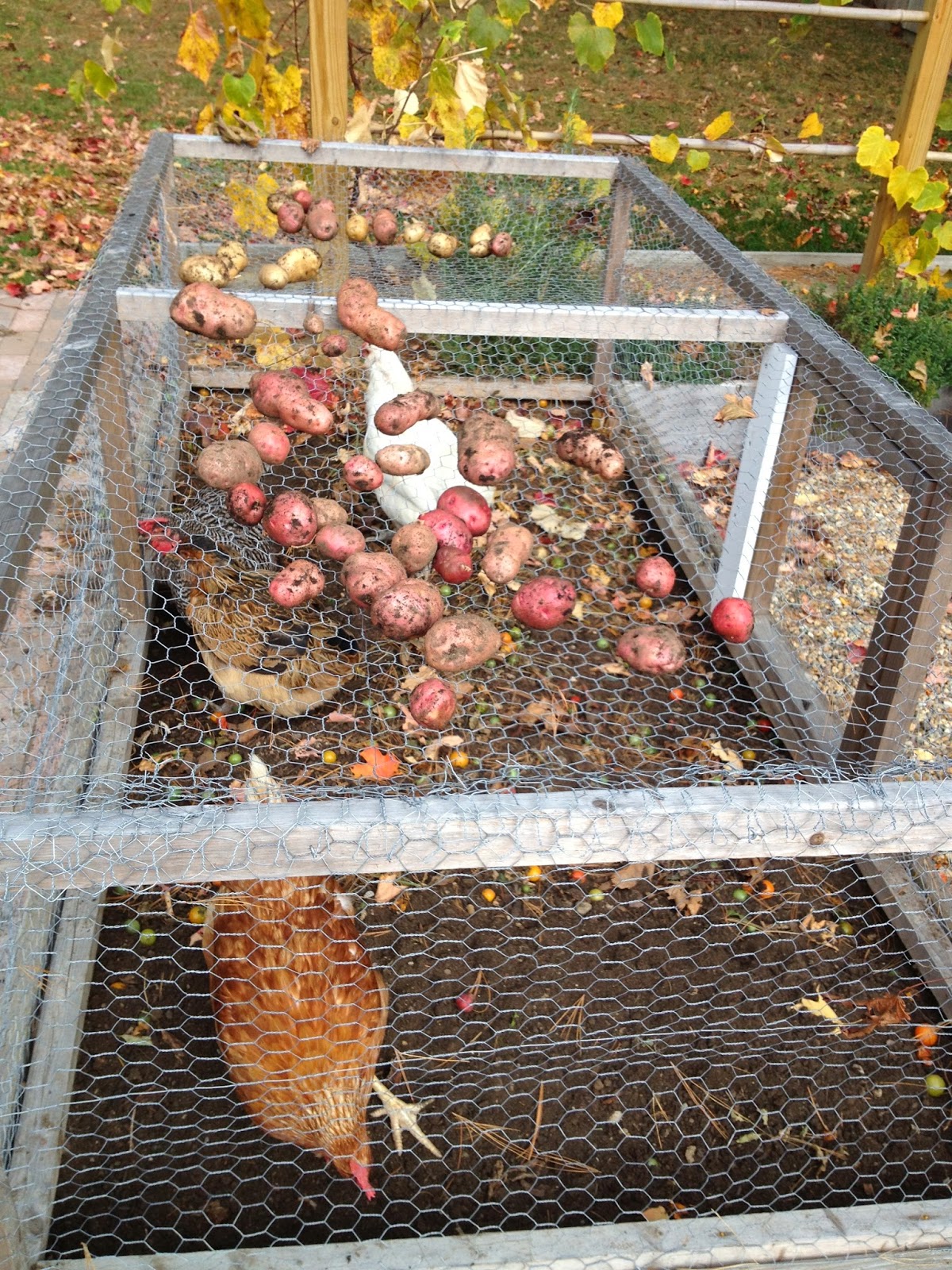 Curing and Storing Potatoes