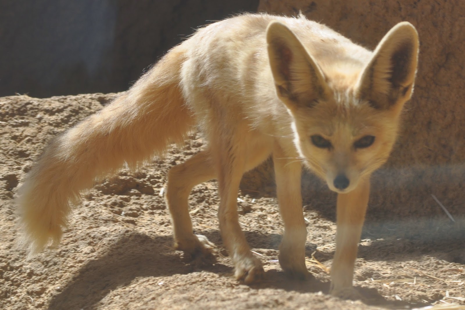 ZOOTOGRAFIANDO (MI COLECCIÓN DE FOTOS DE ANIMALES): ZORRO DE RUPPELL ...