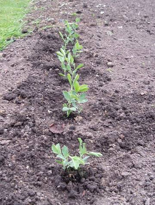 How to grow Sweet Peas | Agriculture