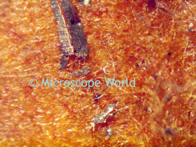 Microscope World Blog: October 2012