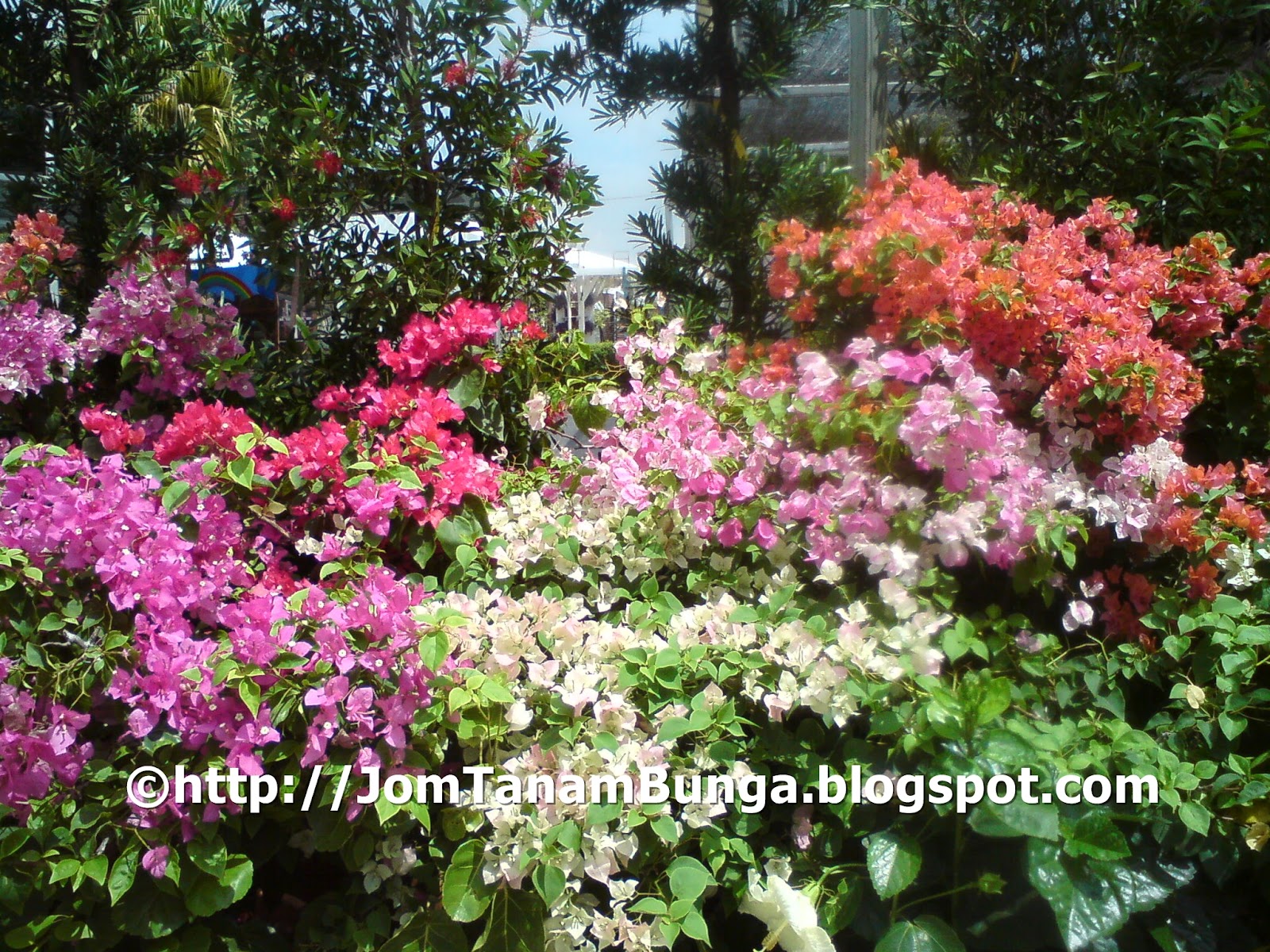 JENIS-JENIS BUNGA: Juli 2012