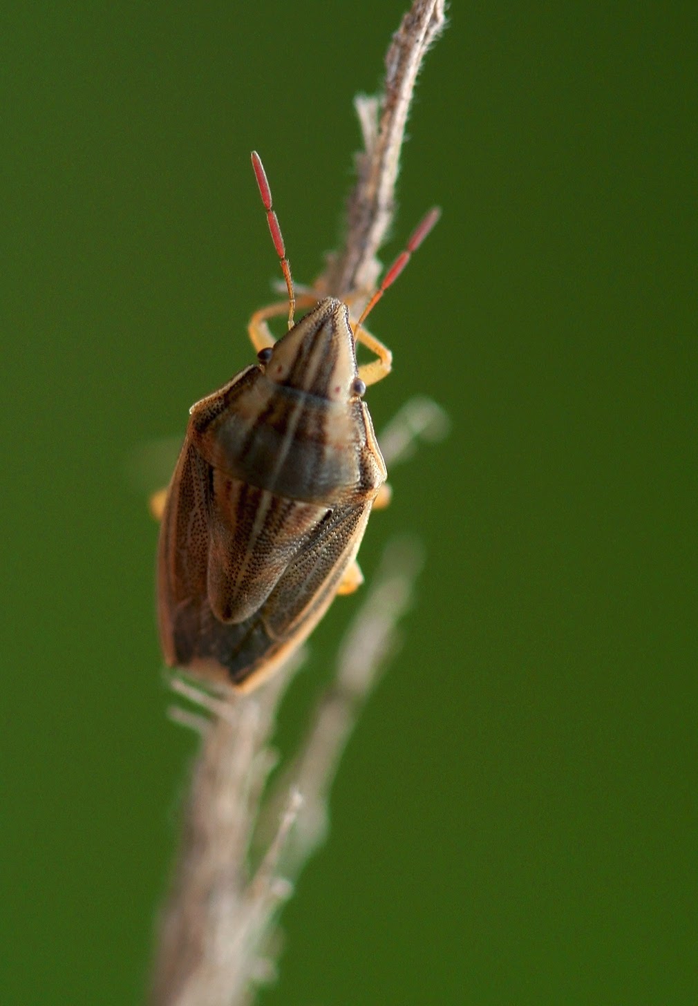 JJ's Photographic nature blog: November 2013